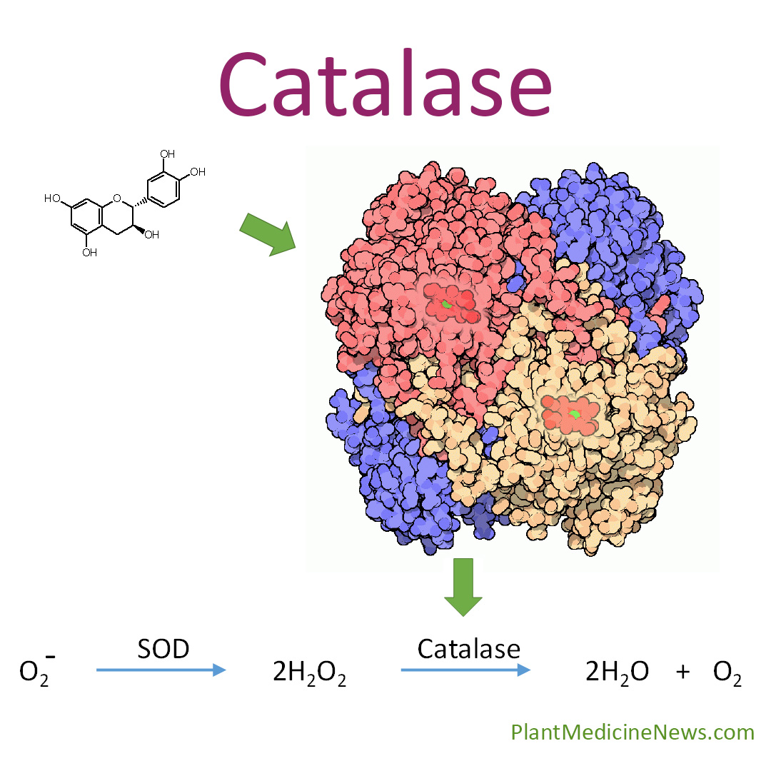 What Are The Products Of Catalase Enzyme Reaction At Thomas Castro Blog